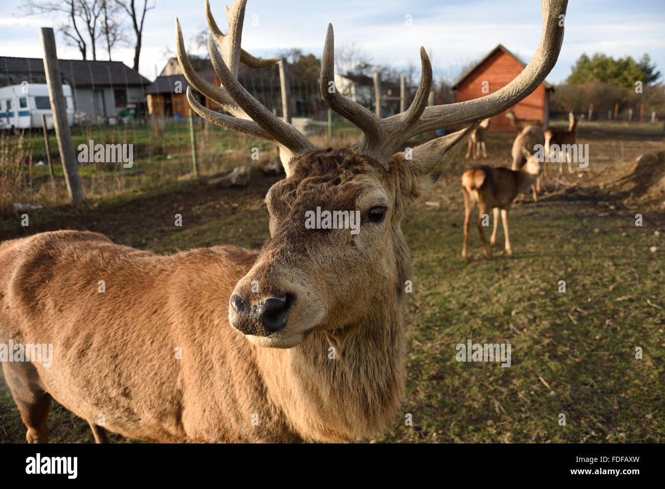 Europe stag hi-res stock photography and images - Alamy