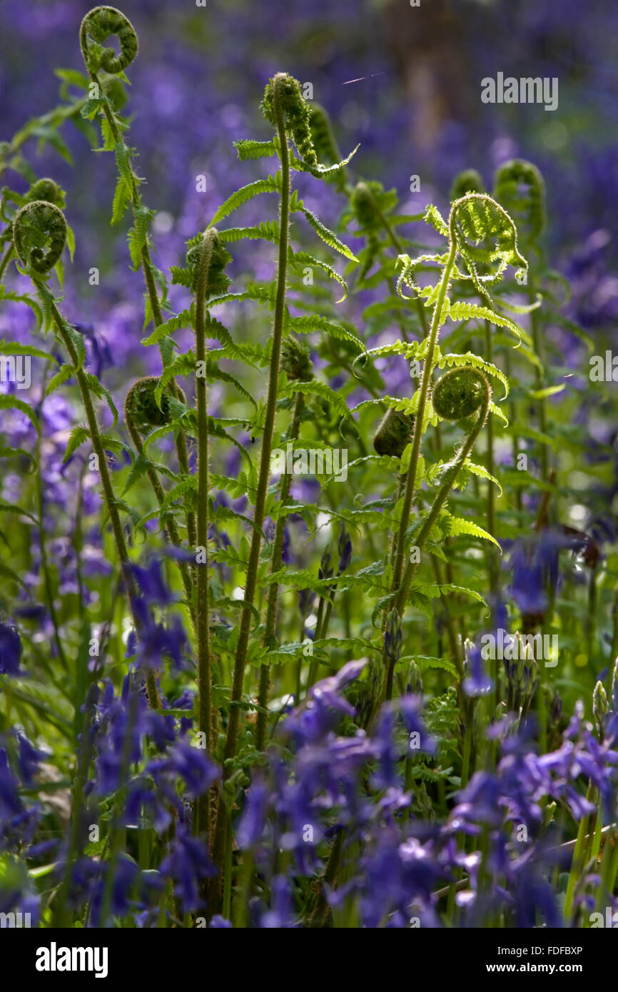 Green fern fronds, in different stages of opening, from tightly curled ...