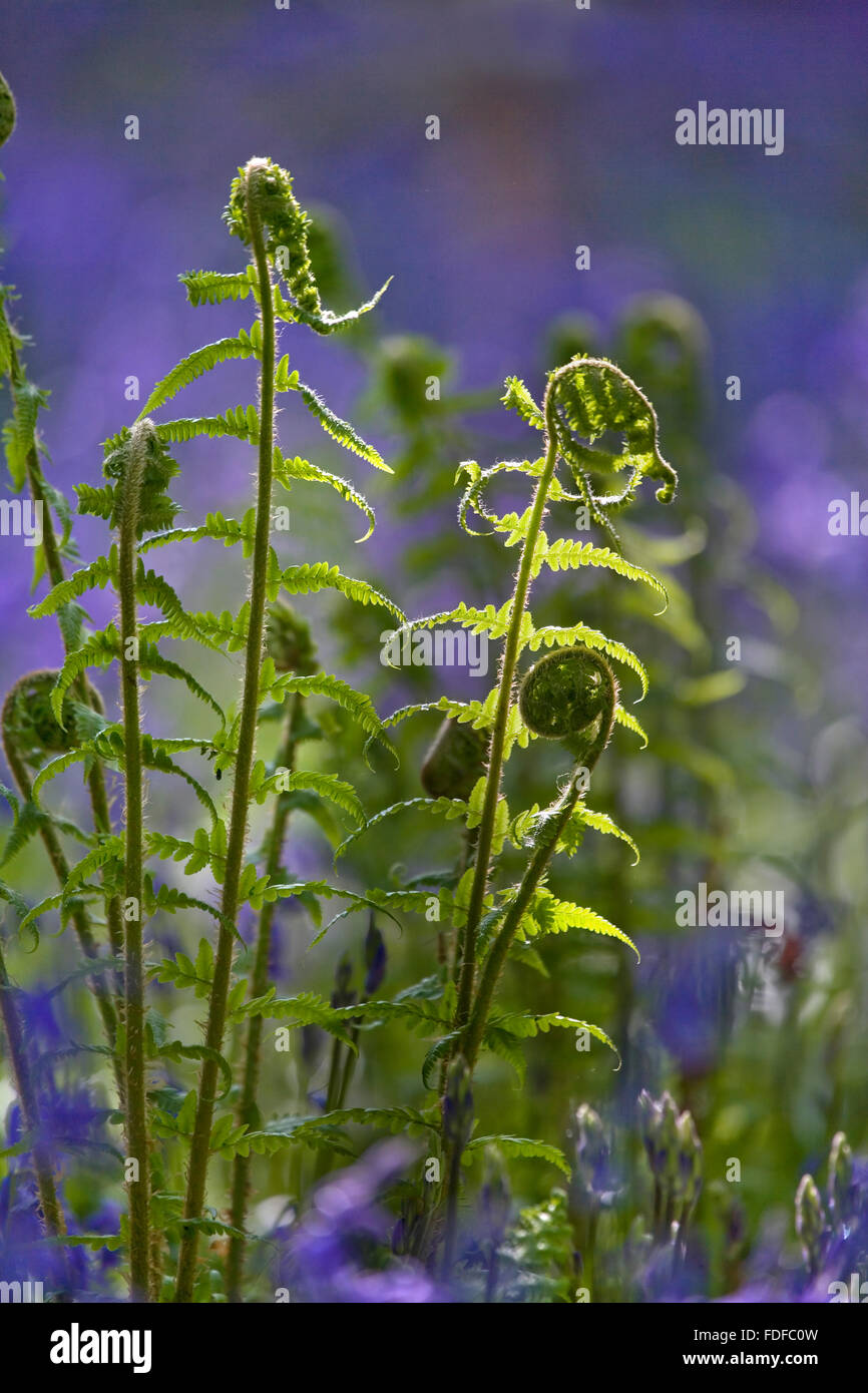 Green fern fronds, in different stages of opening, from tightly curled ...