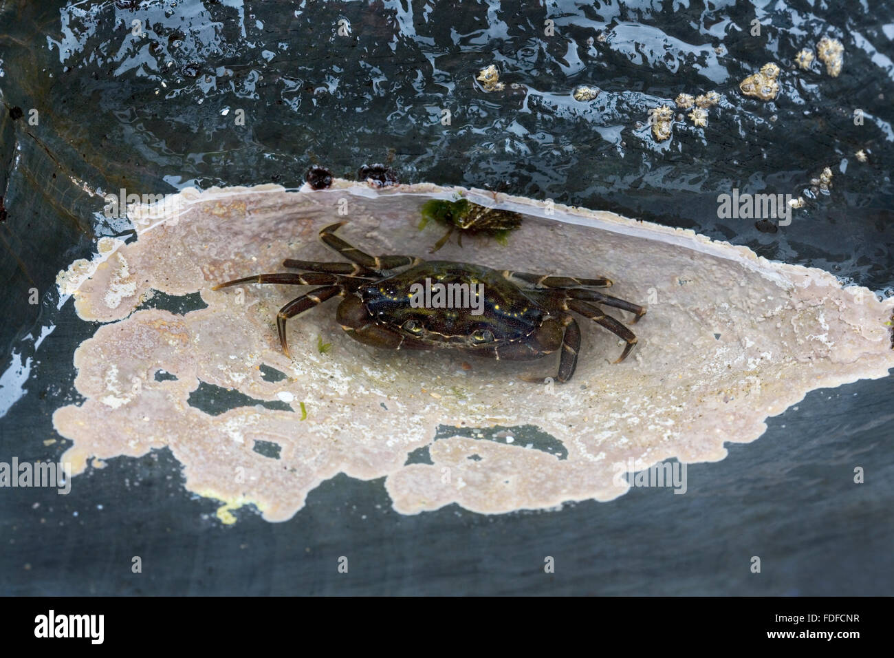 Green Shore Crab (Carcinus maenas) underwater, in rockpool, at Harlyn ...