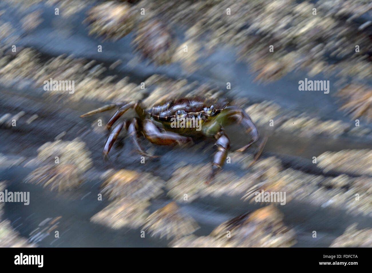 Green Shore Crab (Carcinus maenas) scuttling across rocks covered with ...