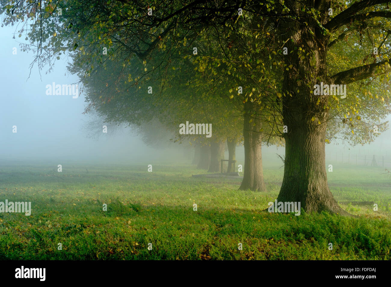 Line of Lime trees (Tiliaceae vulgaris) in morning mist, at ...
