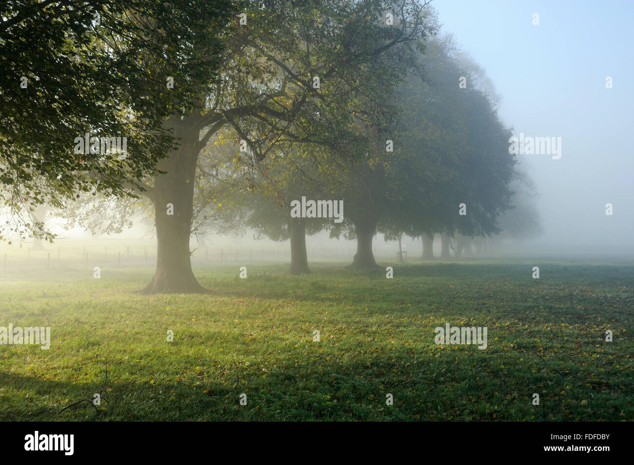 Misty tree line hi-res stock photography and images - Alamy