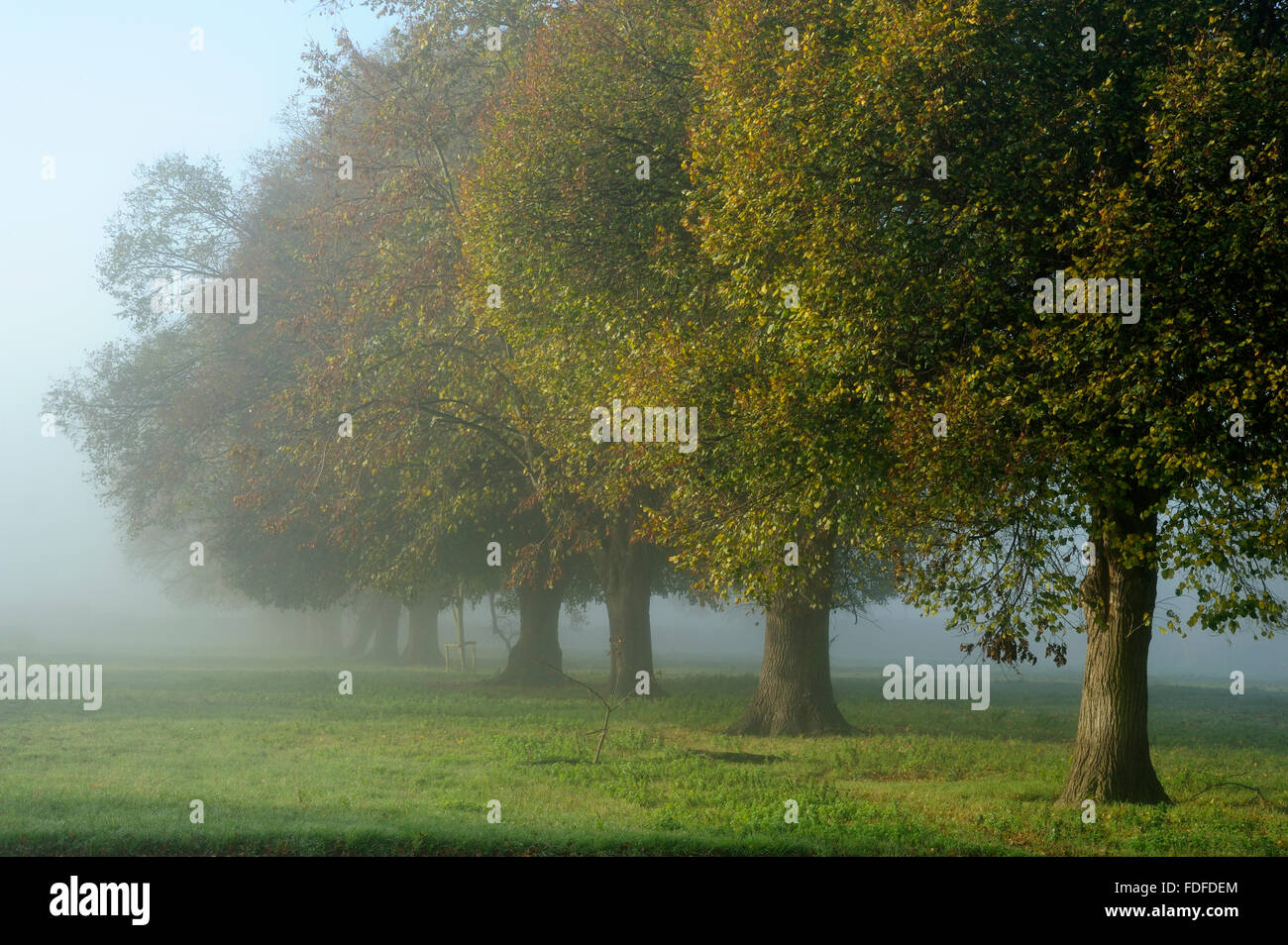 Line of Lime trees (Tiliaceae vulgaris) in morning mist, at ...