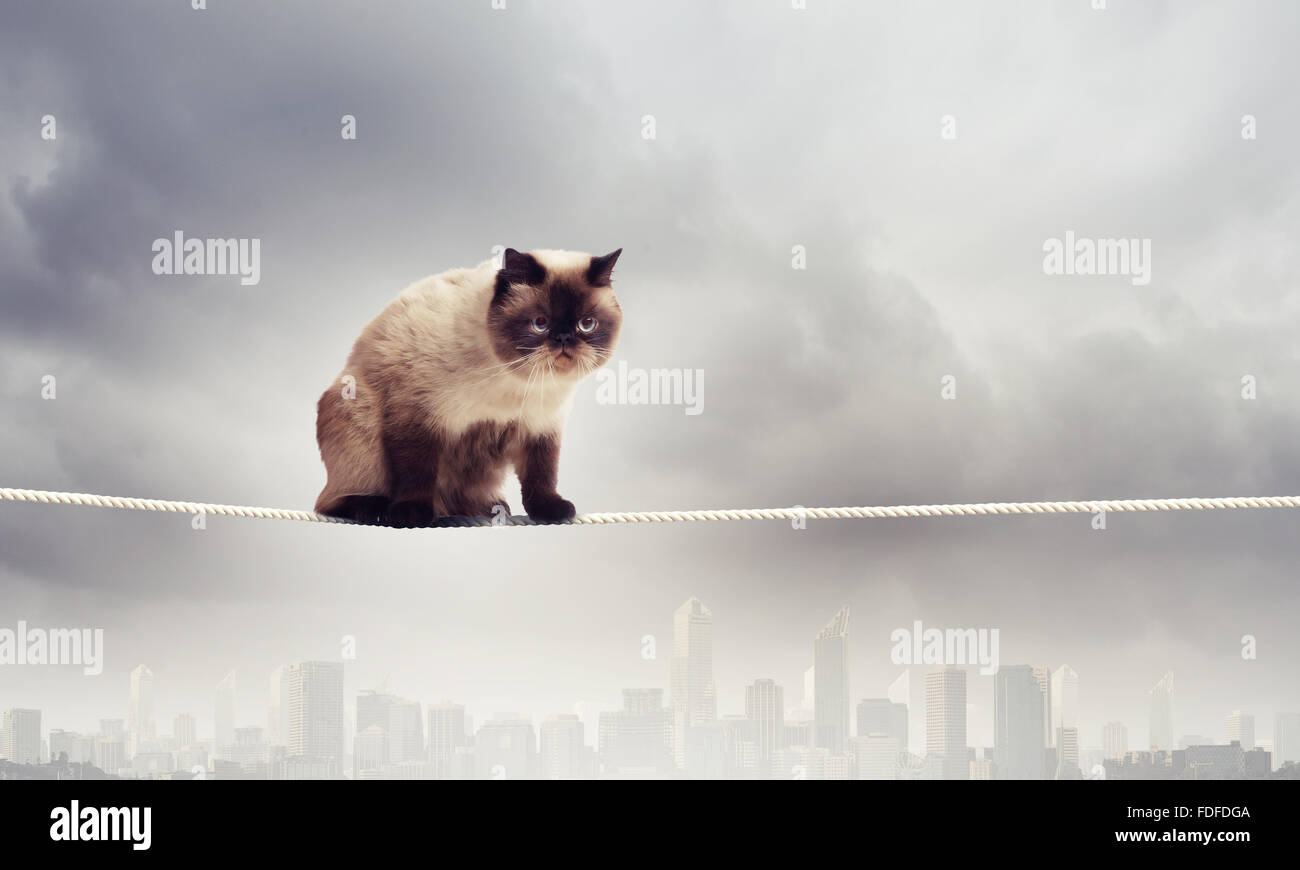 Cat on rope hi-res stock photography and images - Alamy