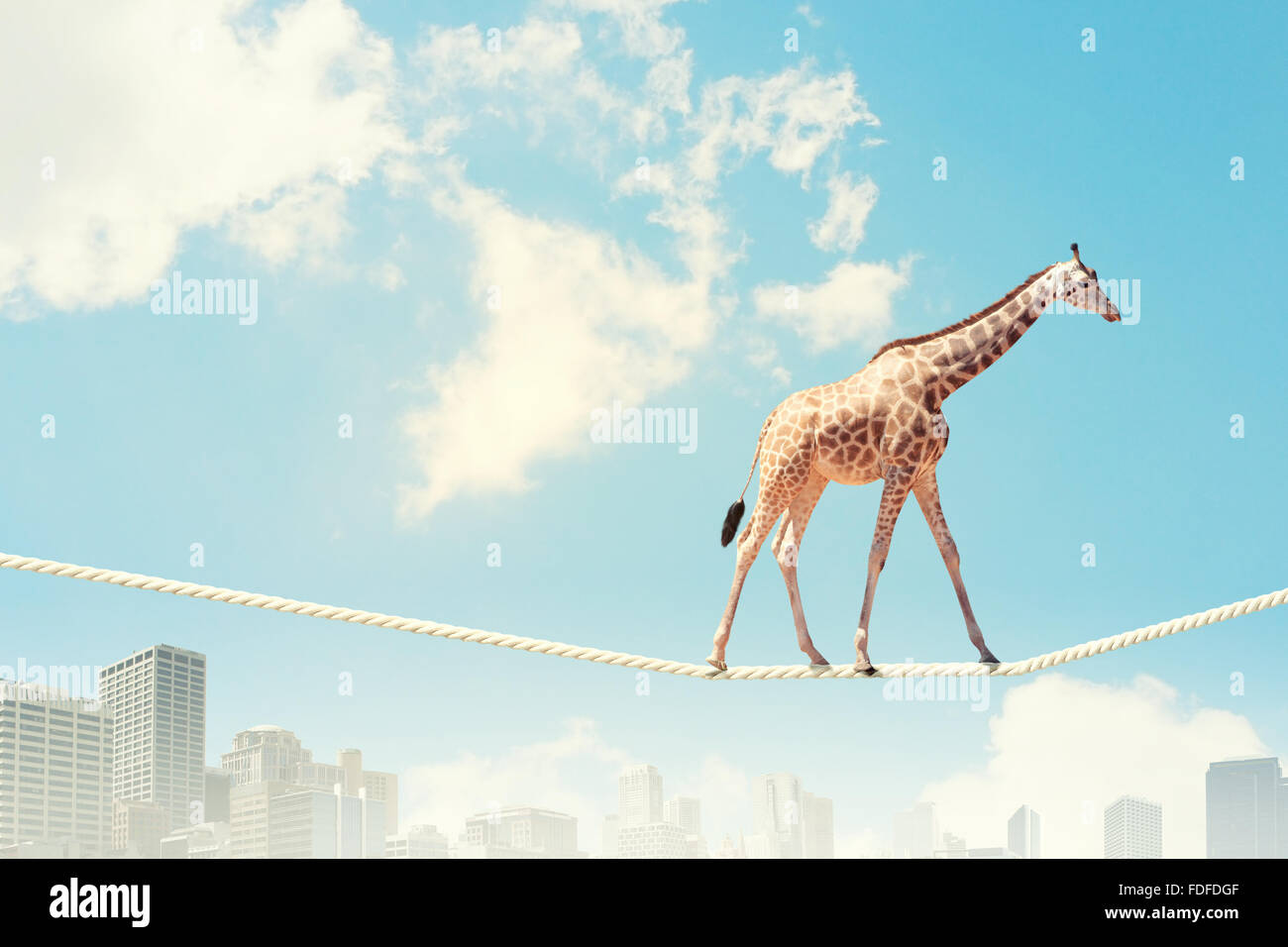 Image of giraffe walking on rope high in sky Stock Photo - Alamy