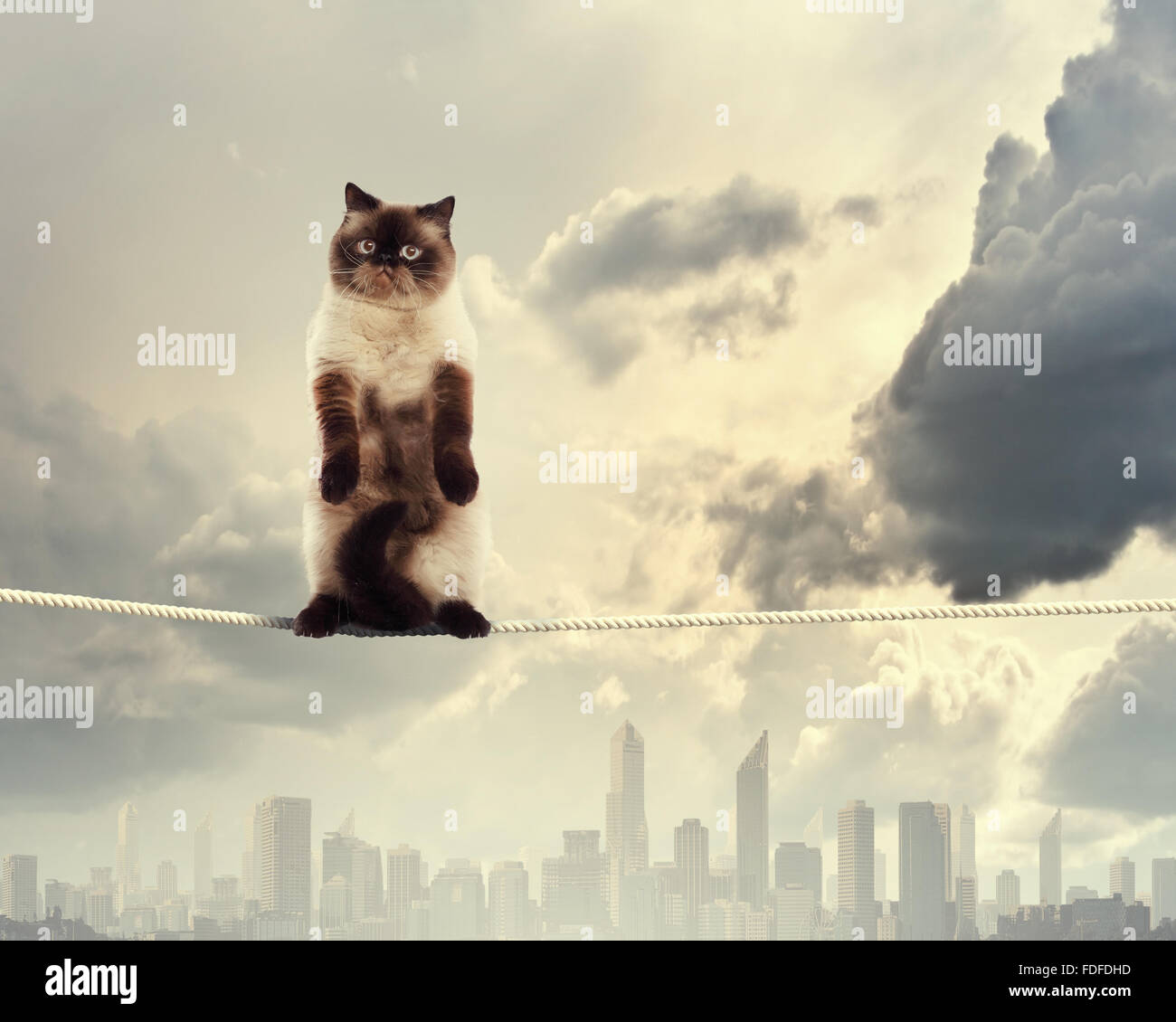 Cat on rope hi-res stock photography and images - Alamy