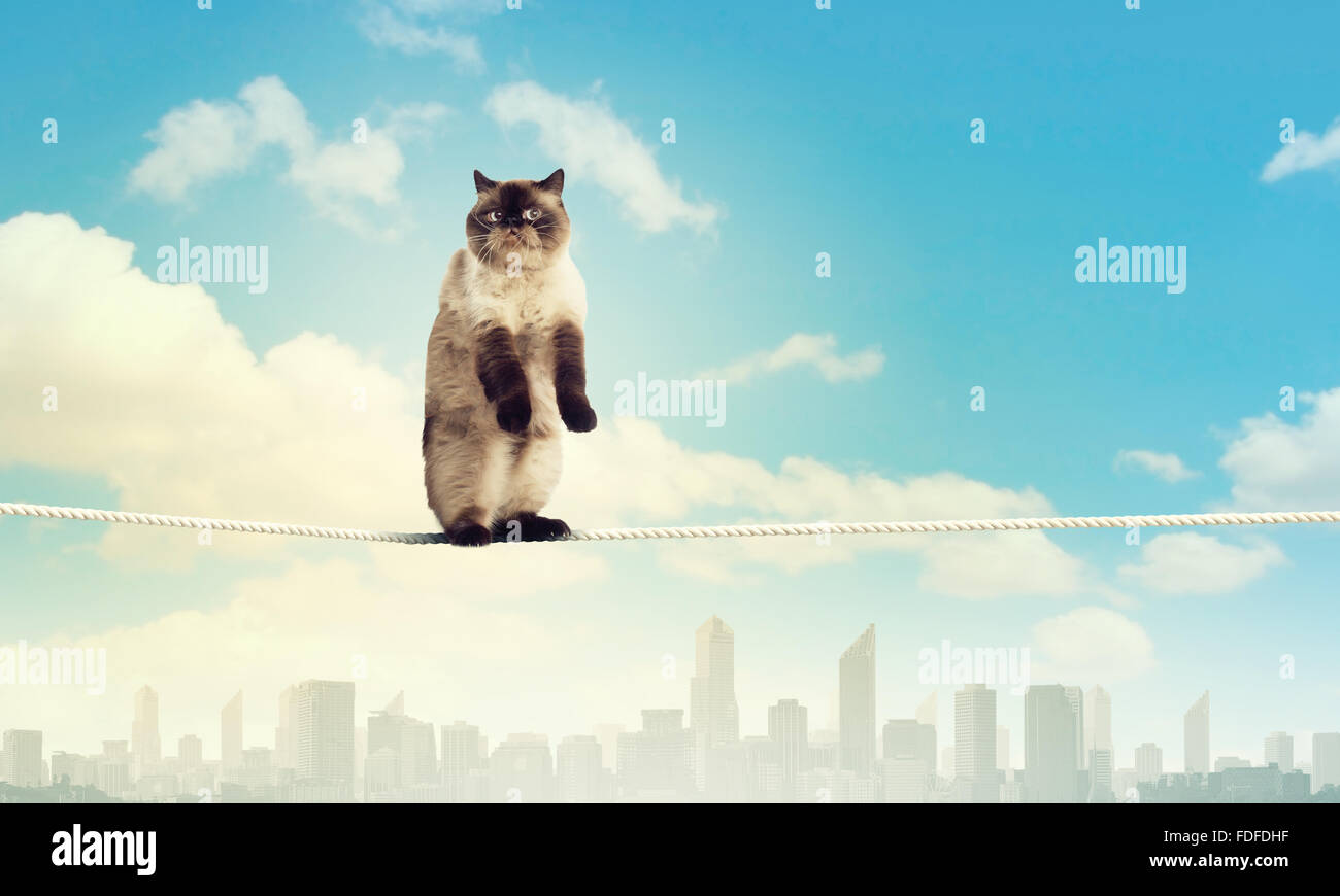 Image of siamese cat sitting on rope high in sky Stock Photo - Alamy