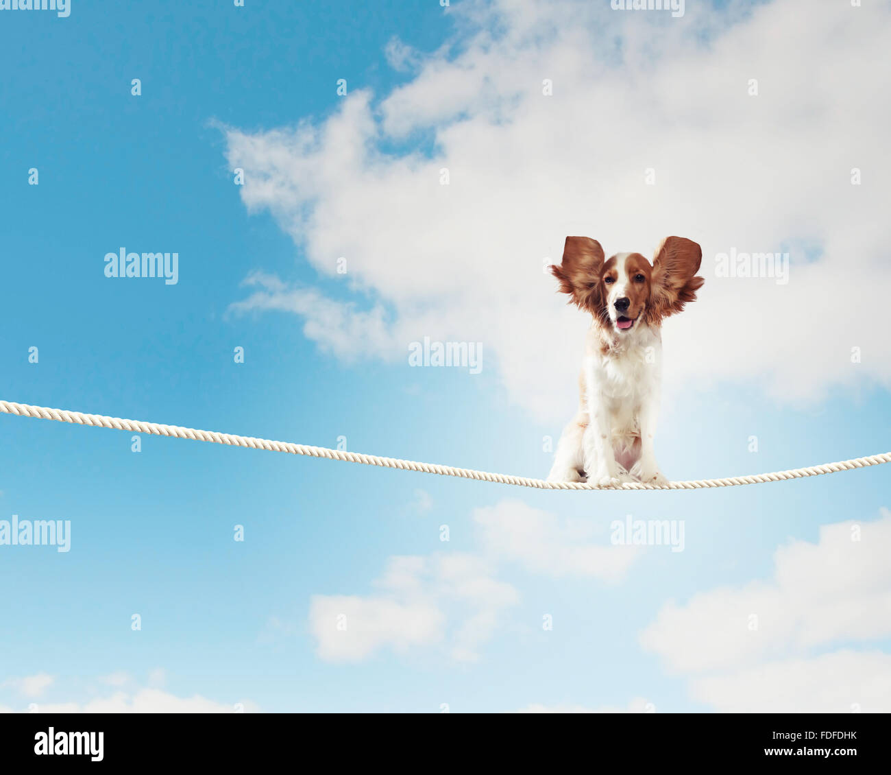 Image of spaniel dog balancing on rope Stock Photo - Alamy