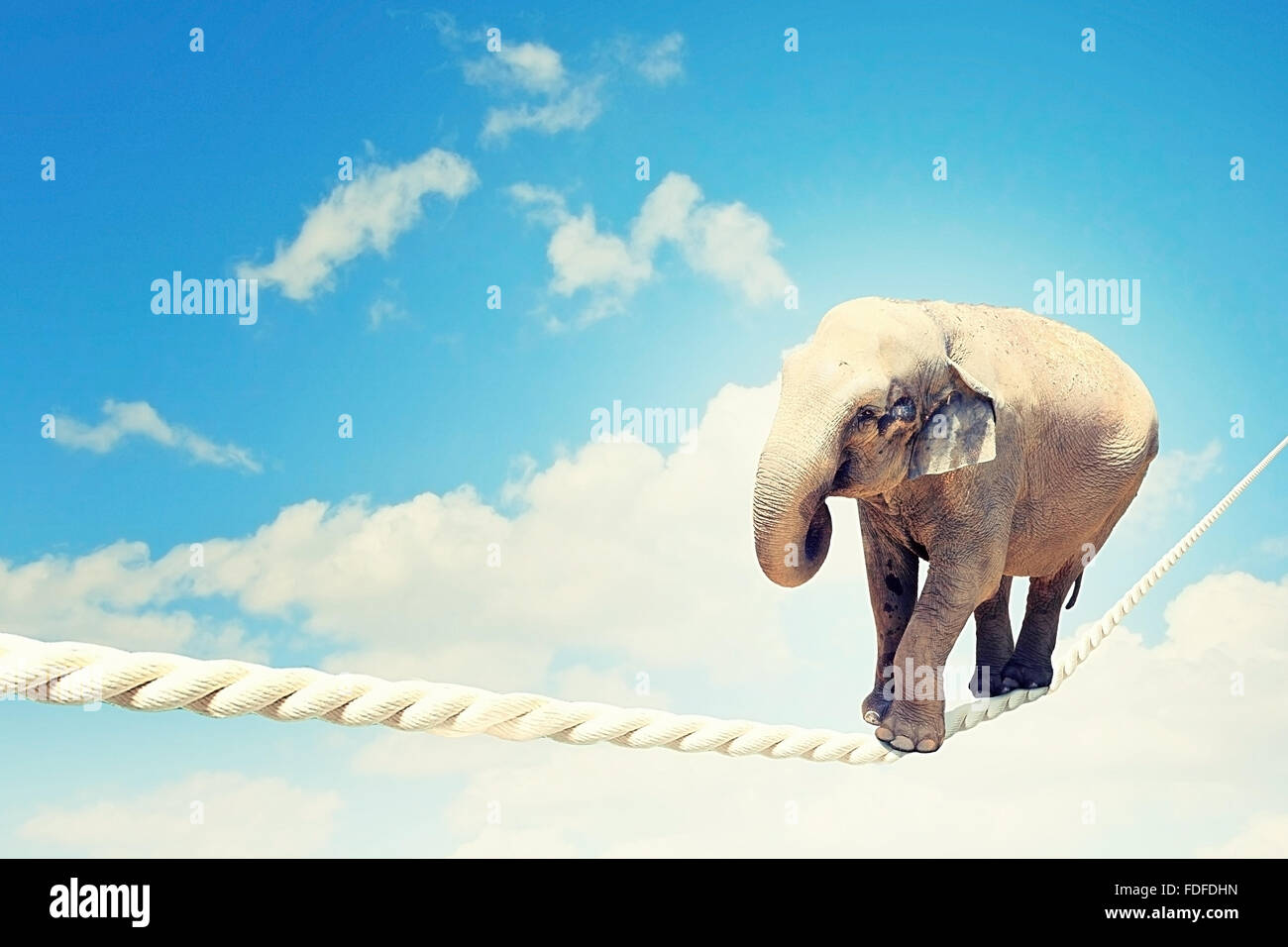Image of elephant walking on rope high in sky Stock Photo - Alamy