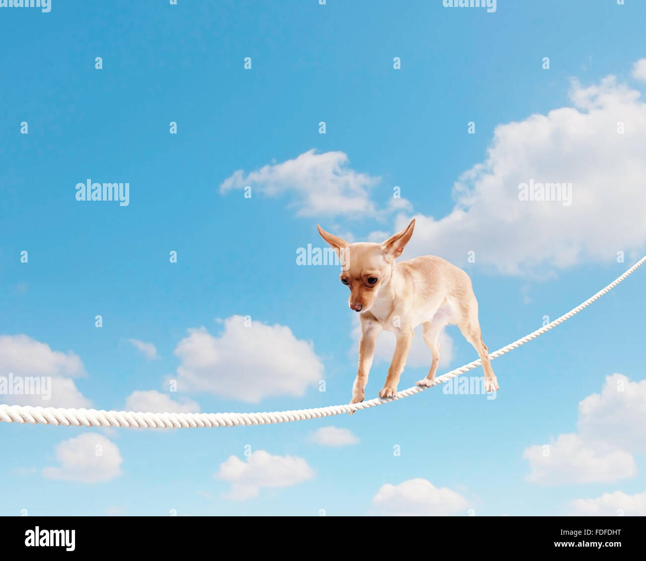 Image of little dog balancing on rope Stock Photo - Alamy