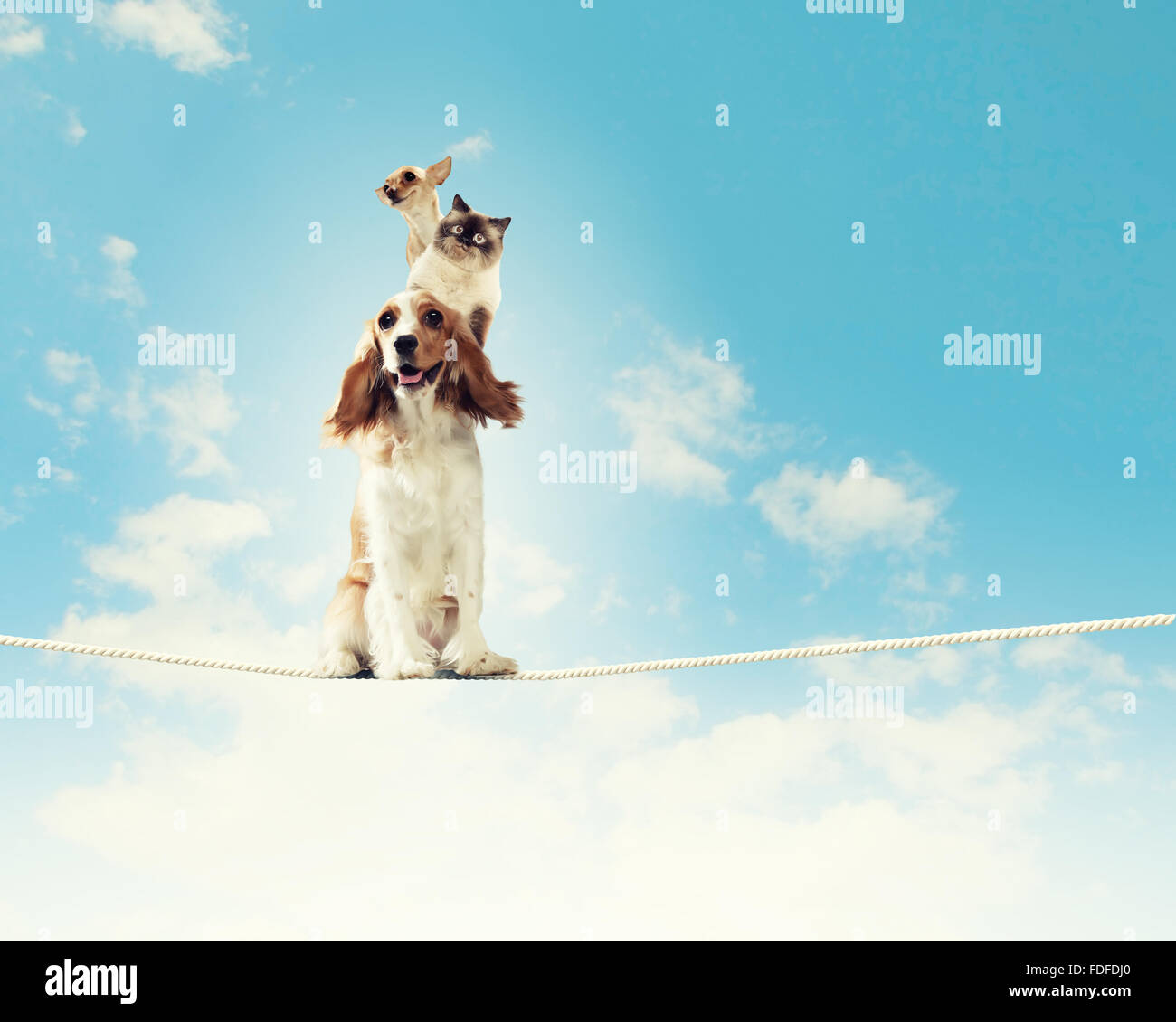 Funny dog fail hi-res stock photography and images - Alamy