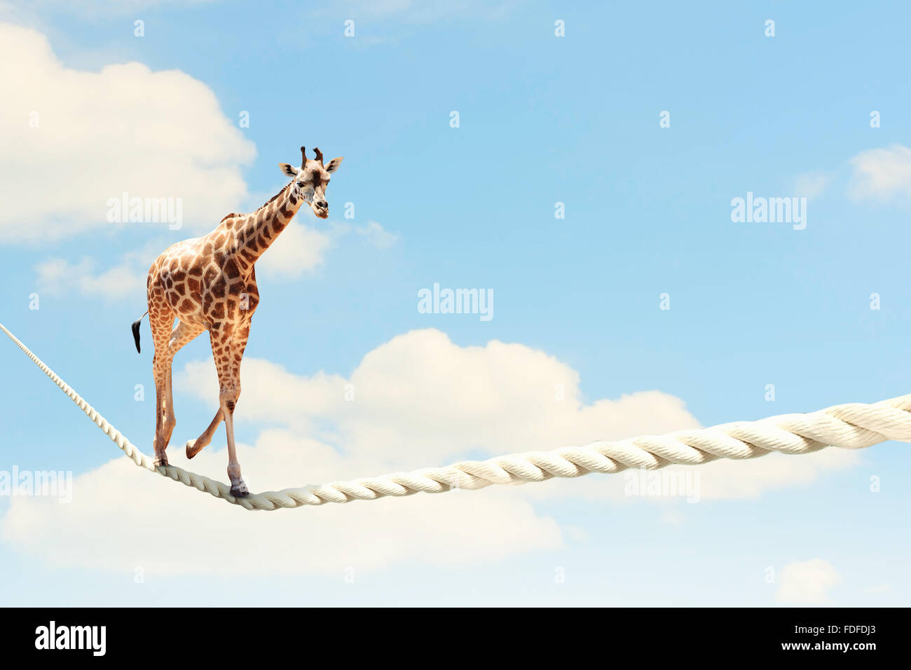 Image of giraffe walking on rope high in sky Stock Photo - Alamy