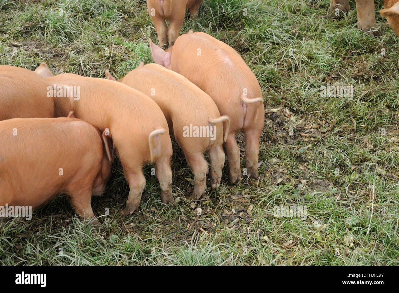 Pig tails hi-res stock photography and images - Alamy