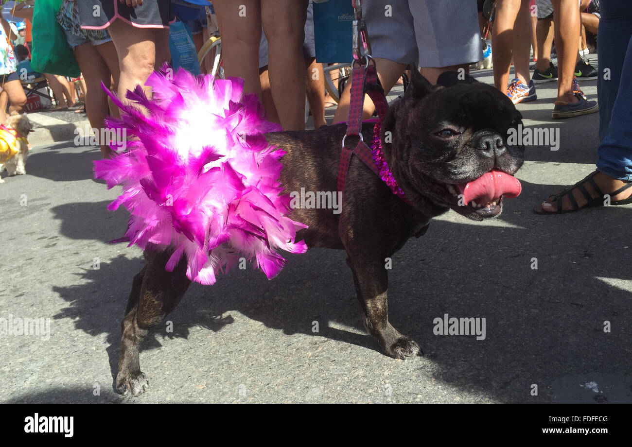 Rio de Janeiro, Brazil. 31st January, 2016. A dog wearing a costume ...