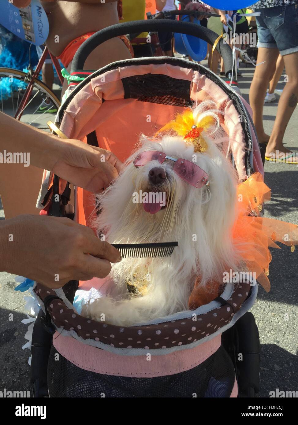 Rio de Janeiro, Brazil. 31st January, 2016. A dog wearing a costume ...