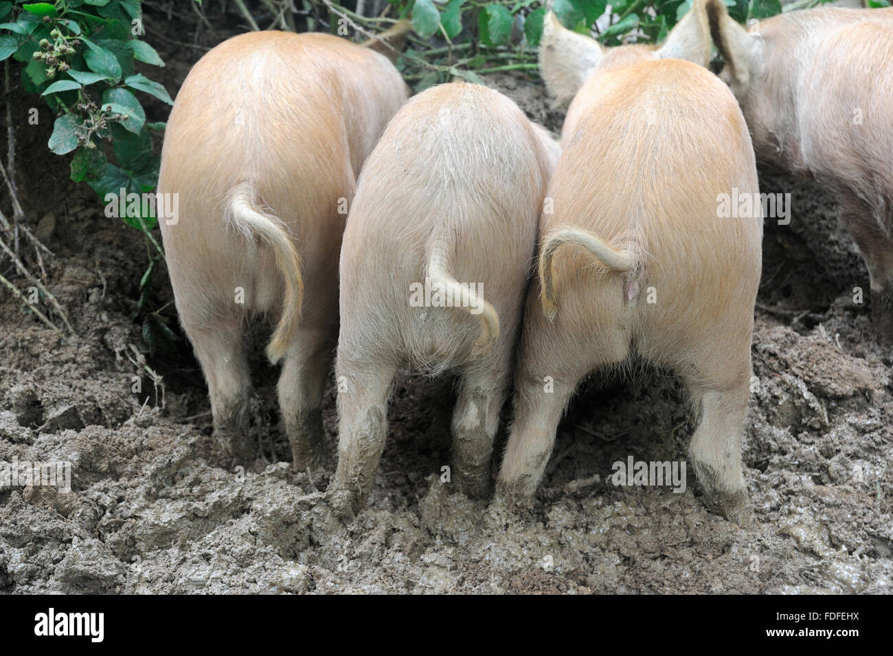 Pig tails hi-res stock photography and images - Alamy