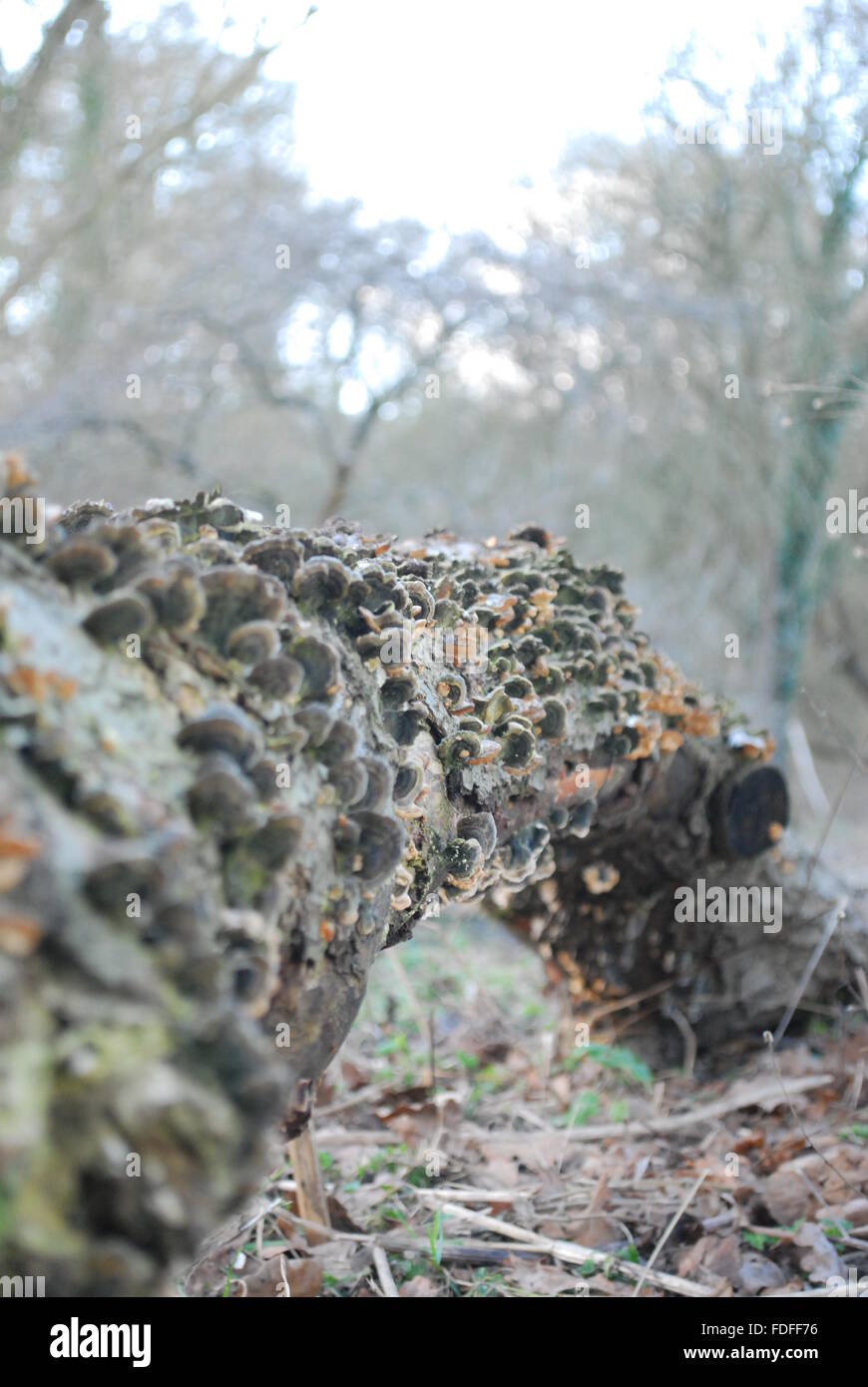 Mould on an old dead tree Stock Photo - Alamy