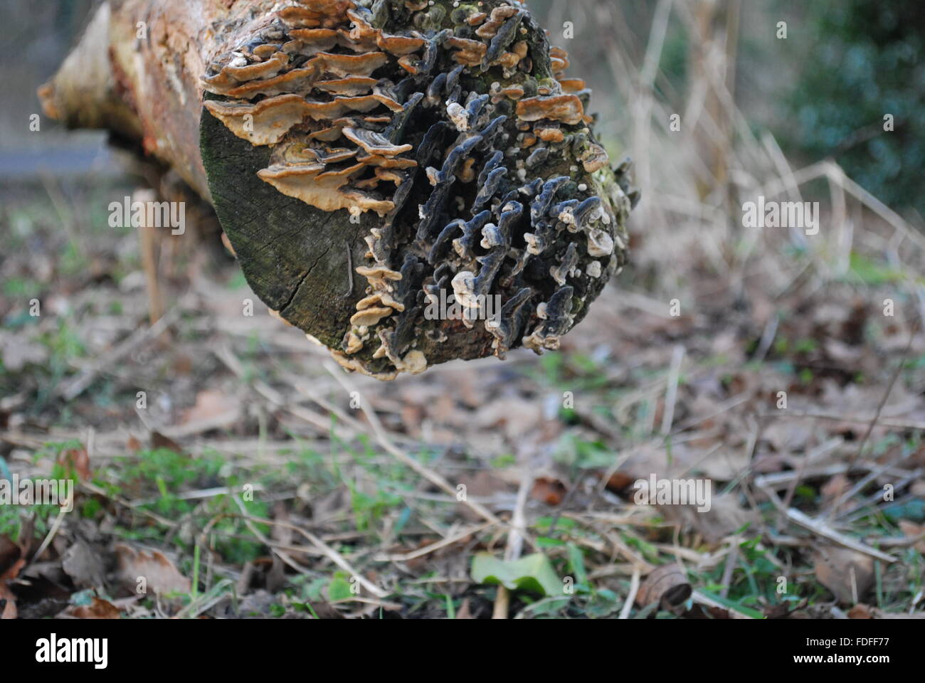 Fungus on old dead tree Stock Photo - Alamy