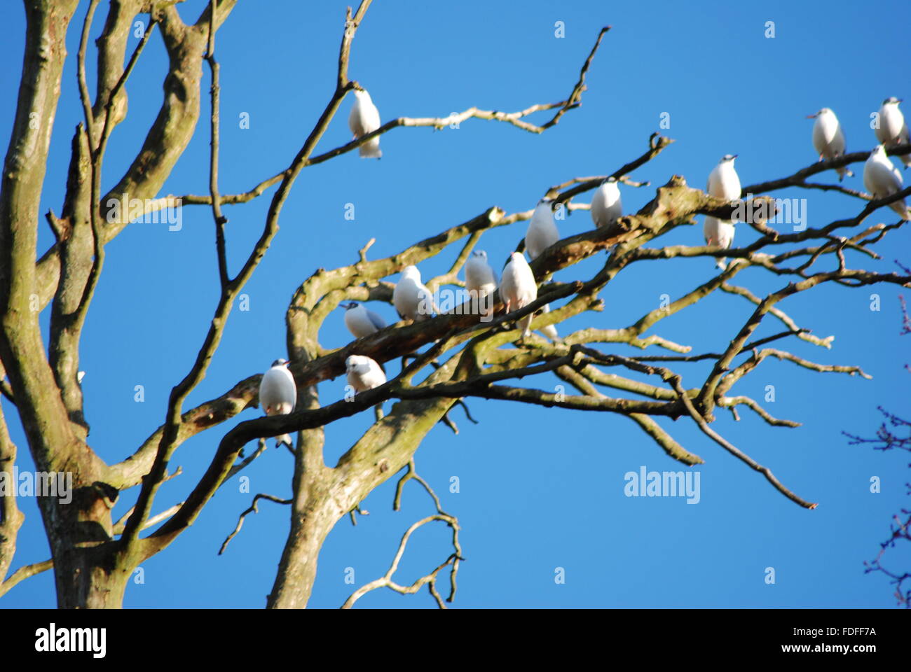 Birds in a tree Stock Photo - Alamy