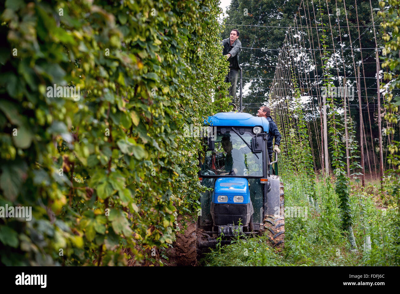 Hop-pickers on the last picking day of the season, at Kitchenham Farm ...