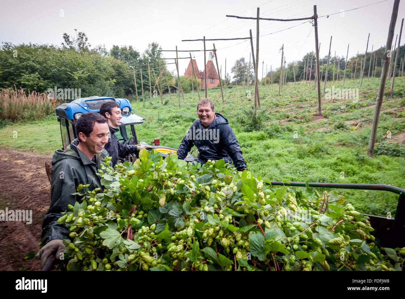 Hop-pickers (l to r, Andrew Daws, Joshua Daws and Mark Green) on the ...