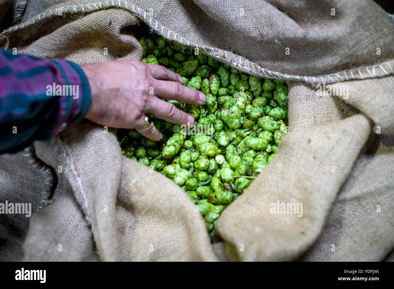 Hop-pickers on the last picking day of the season, at Kitchenham Farm ...