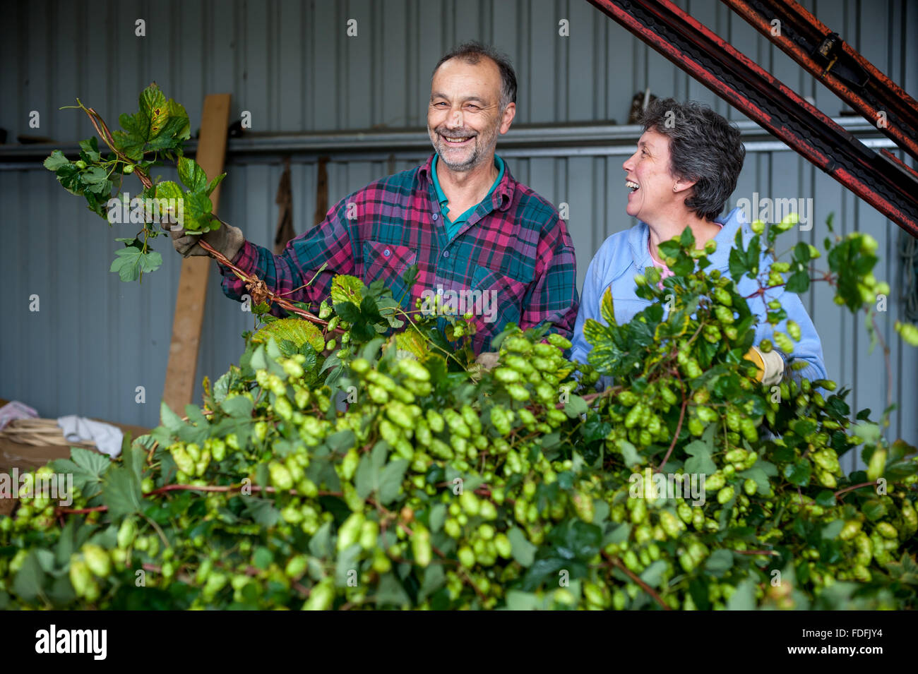 Farmer Christopher Daws and wife Gillian on the last picking day of the ...