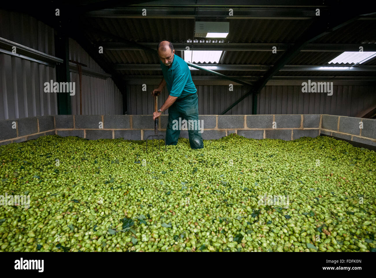 Farmer Christopher Daws levelling the hops in his oast on the last ...