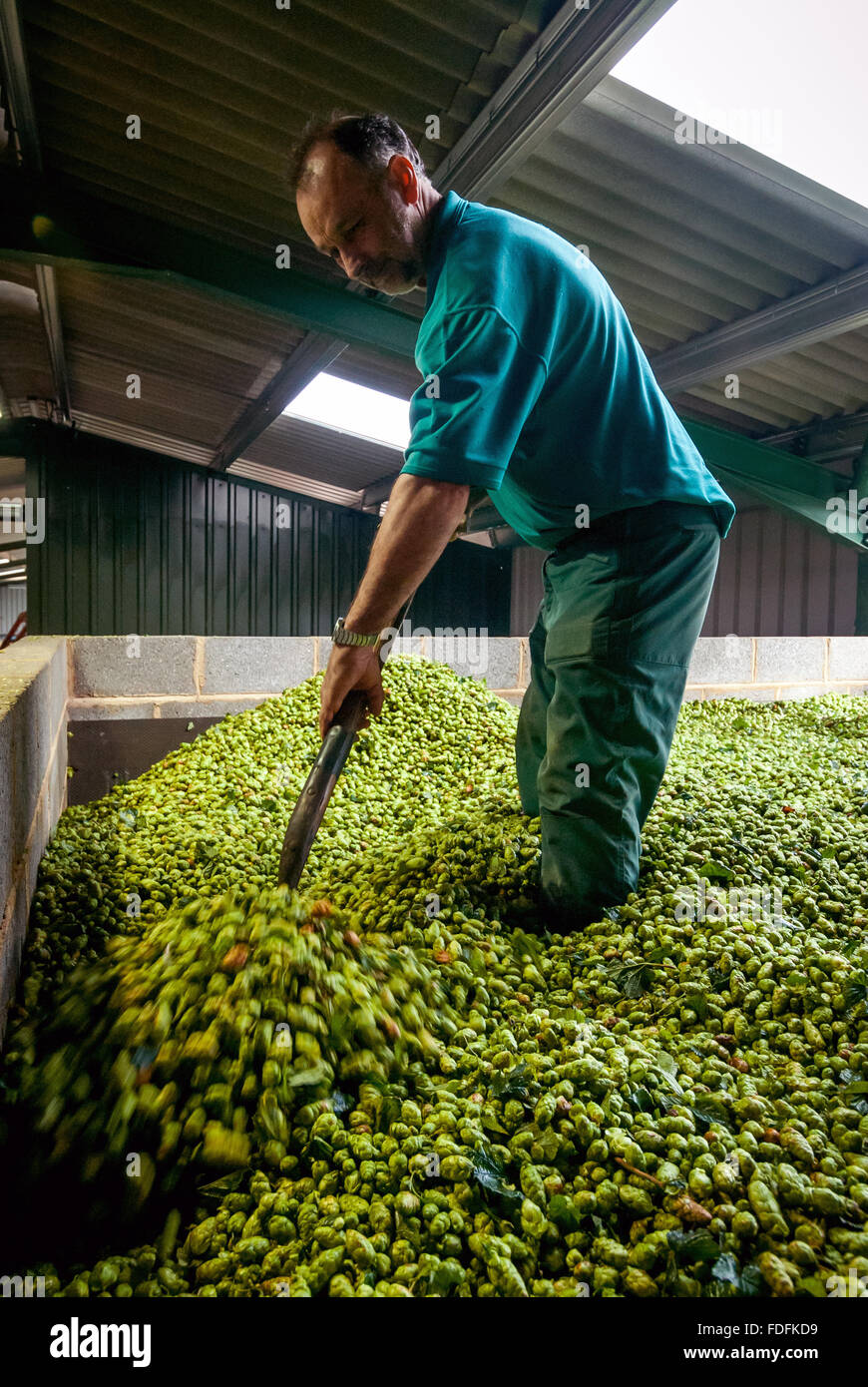 Farmer Christopher Daws levelling the hops in his oast on the last ...