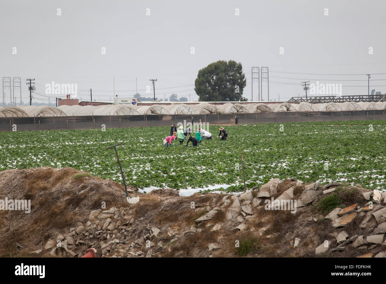 Fieldworkers picking crops Stock Photo - Alamy