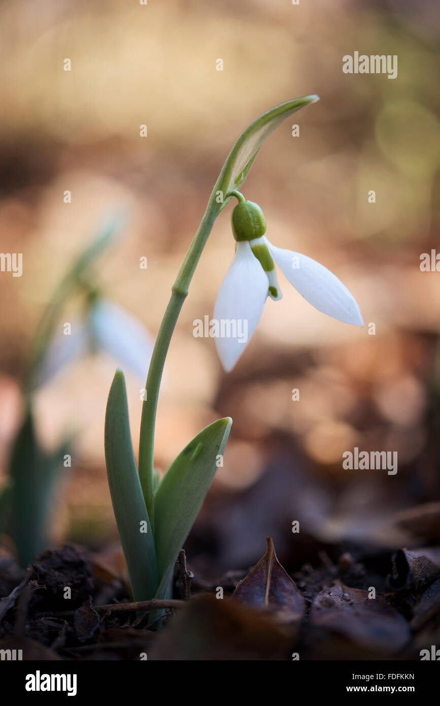 One snow drop hi-res stock photography and images - Alamy