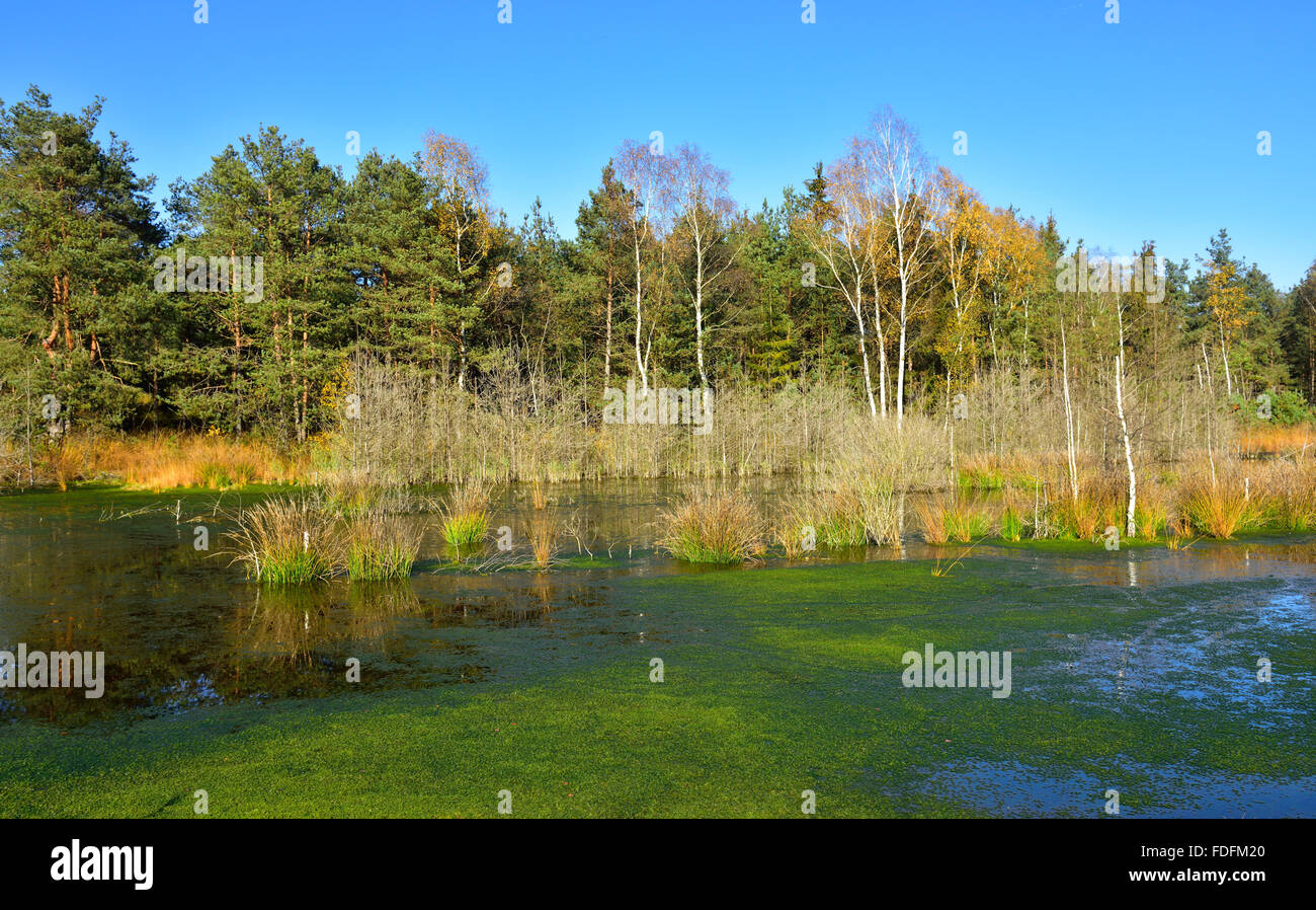 Common club moss hi-res stock photography and images - Alamy