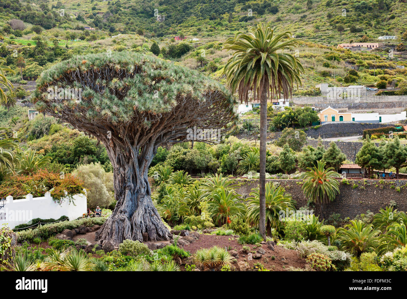 Dragon Tree (Dracaena draco) Drago Milenario, Icod de los Vinos ...