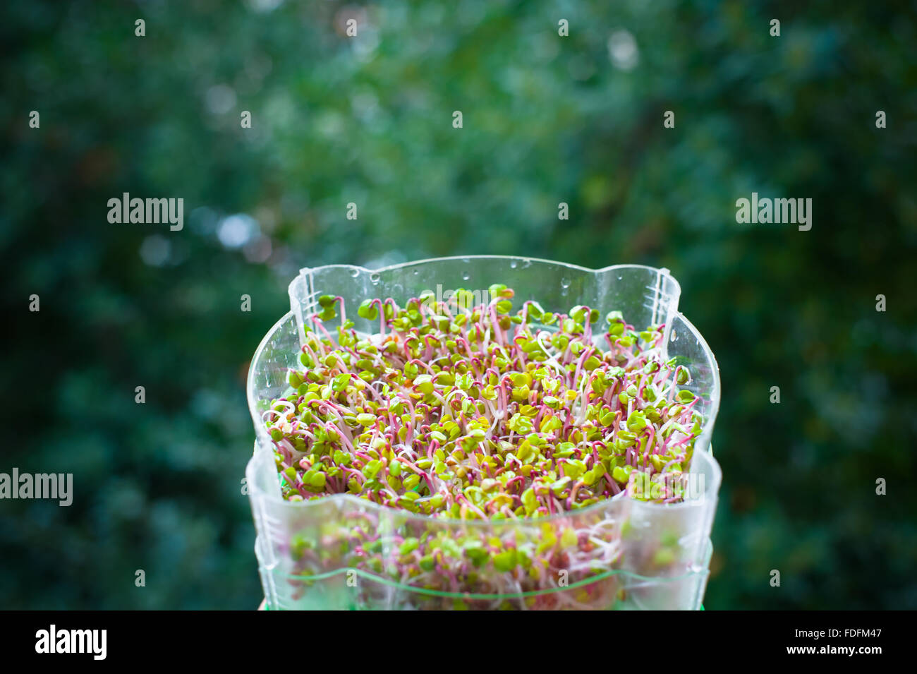 Sprouter box with many germinated sprout and seeds with green out of ...