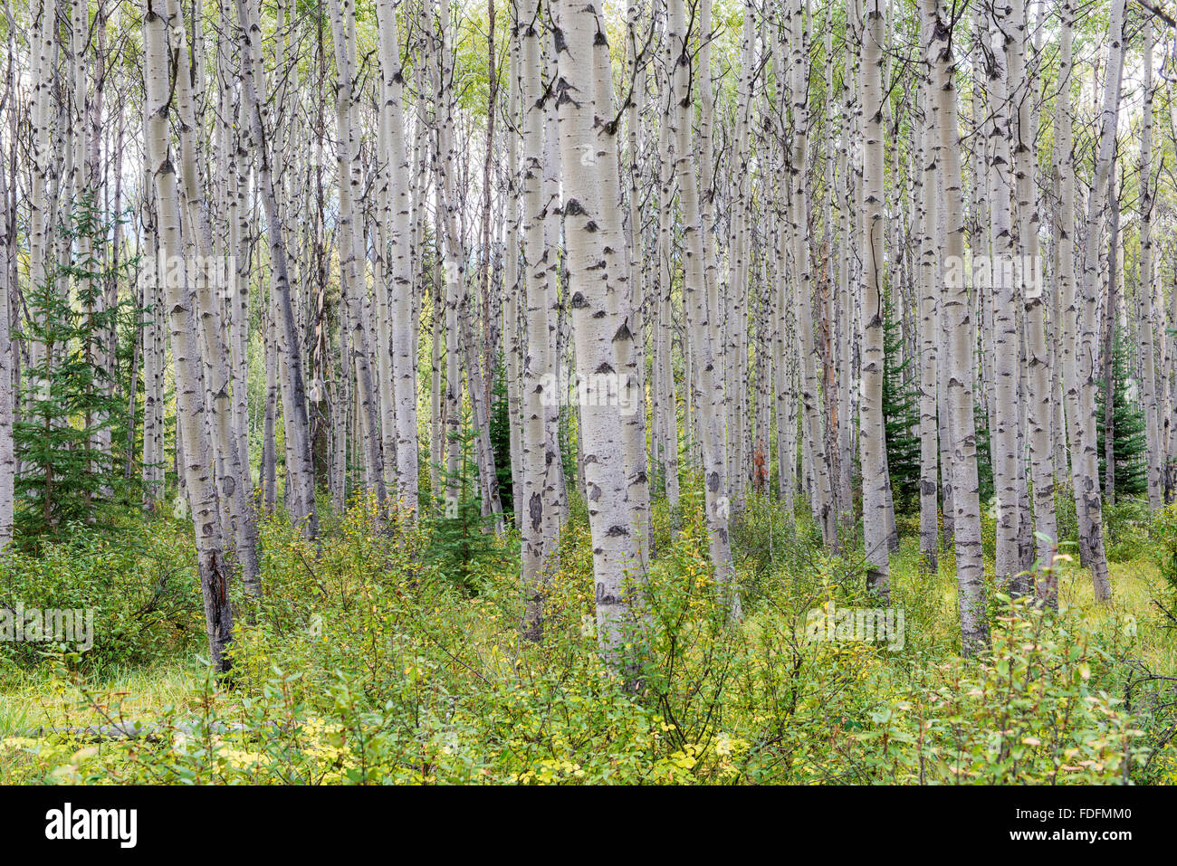 Aspen (Populus tremula), forest, Jasper National Park, UNESCO World ...