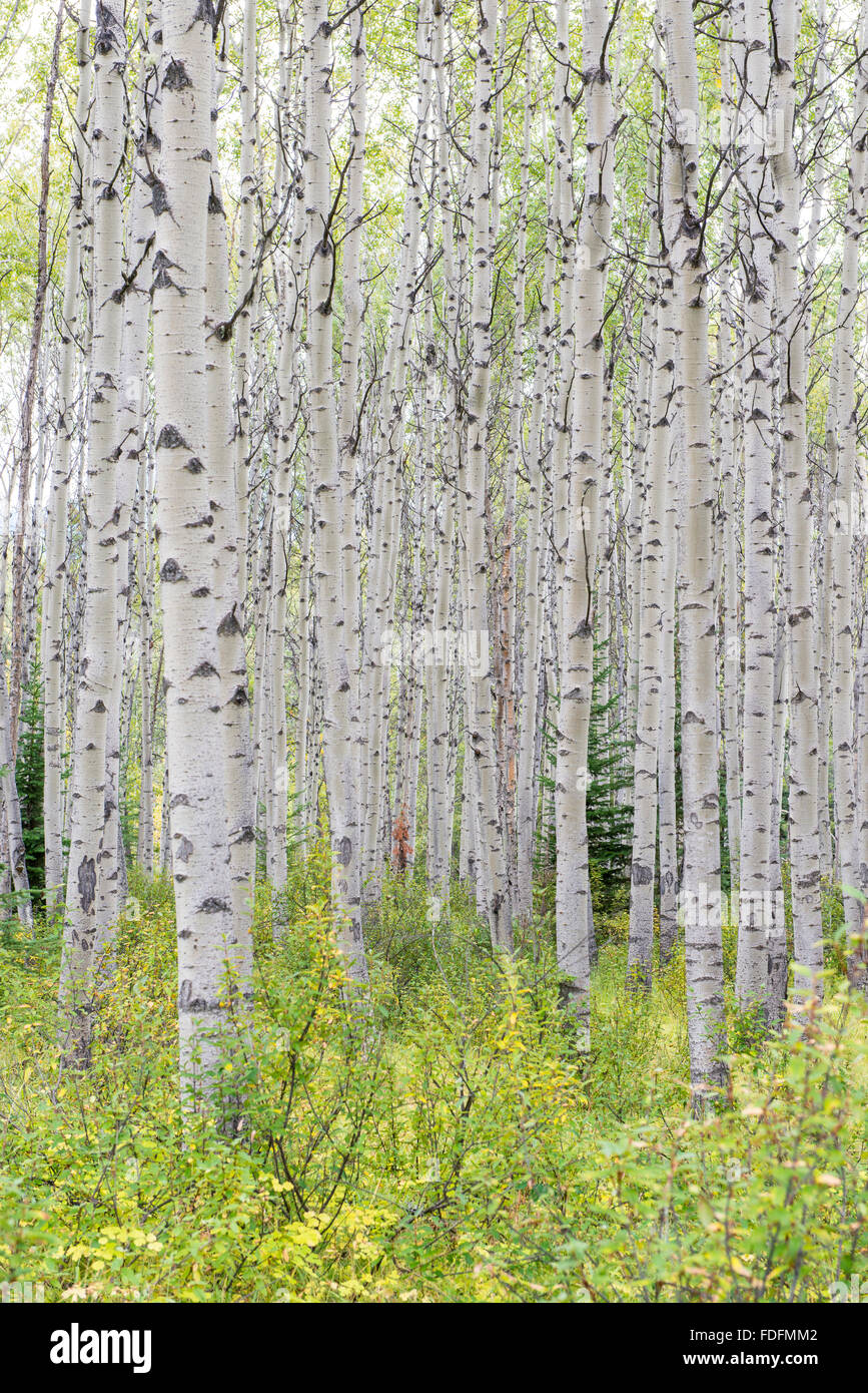 Aspen (Populus tremula), forest, Jasper National Park, UNESCO World ...