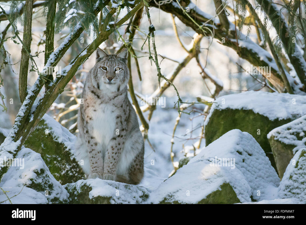 Eurasian lynx (Lynx lynx) sitting on rock in woods, snow, captive ...