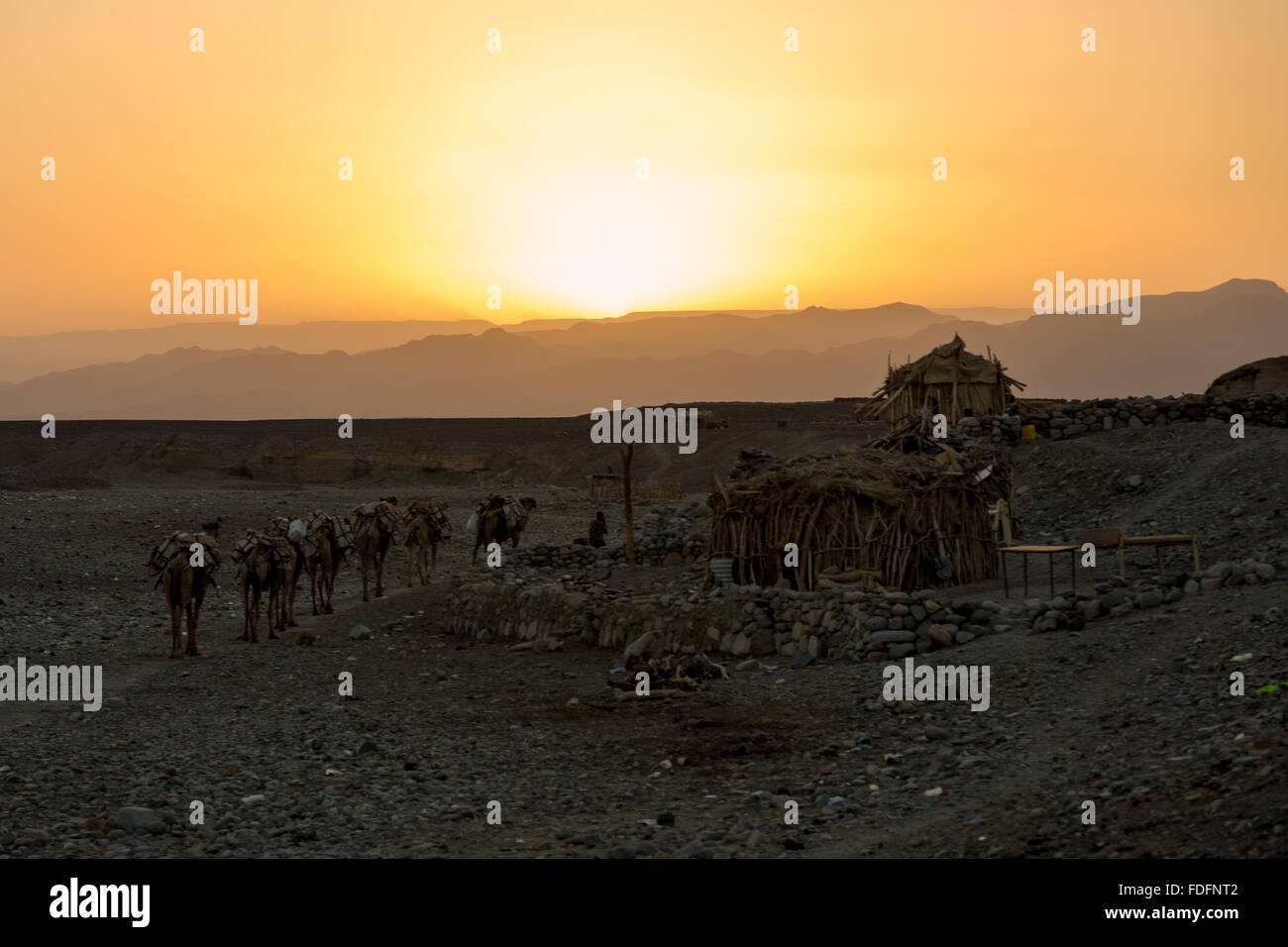 A camel train carrying hand-cut slabs of salt emerges from the salt ...
