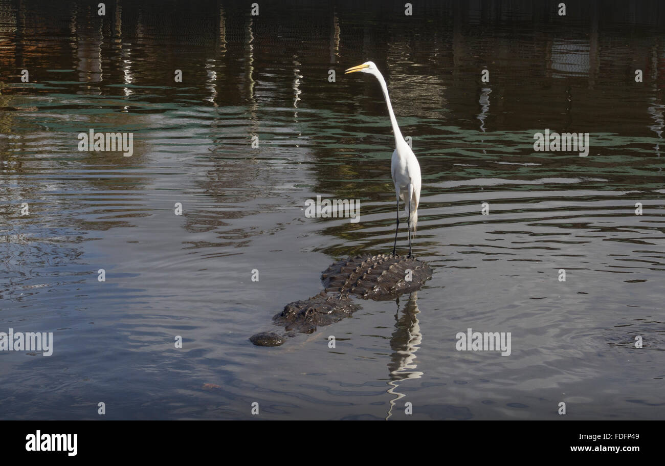 Great egret on Alligator Stock Photo - Alamy