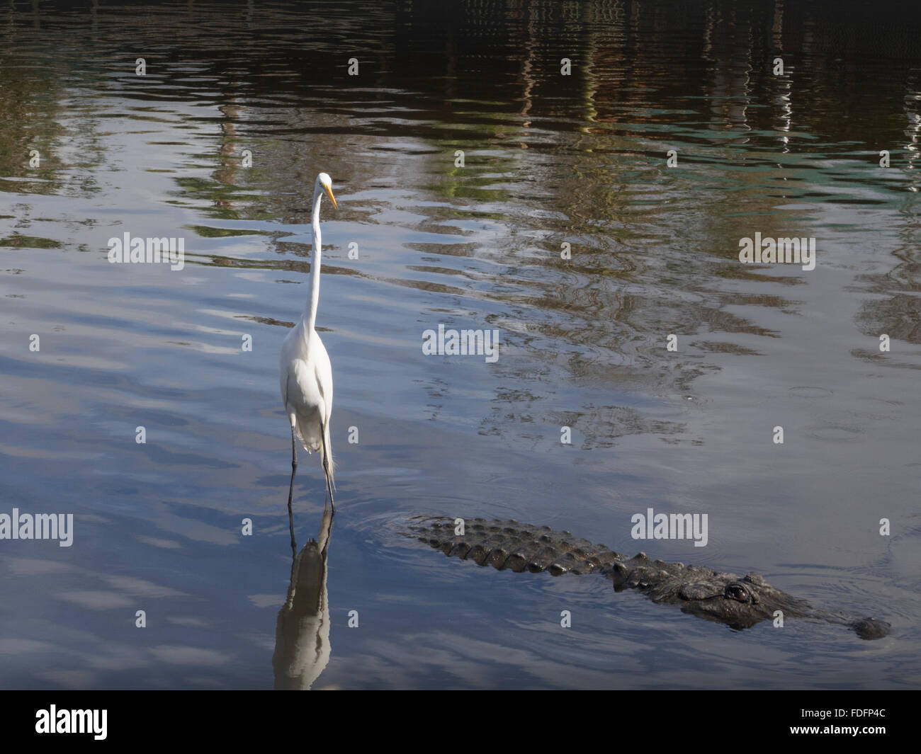 Great egret on Alligator Stock Photo - Alamy