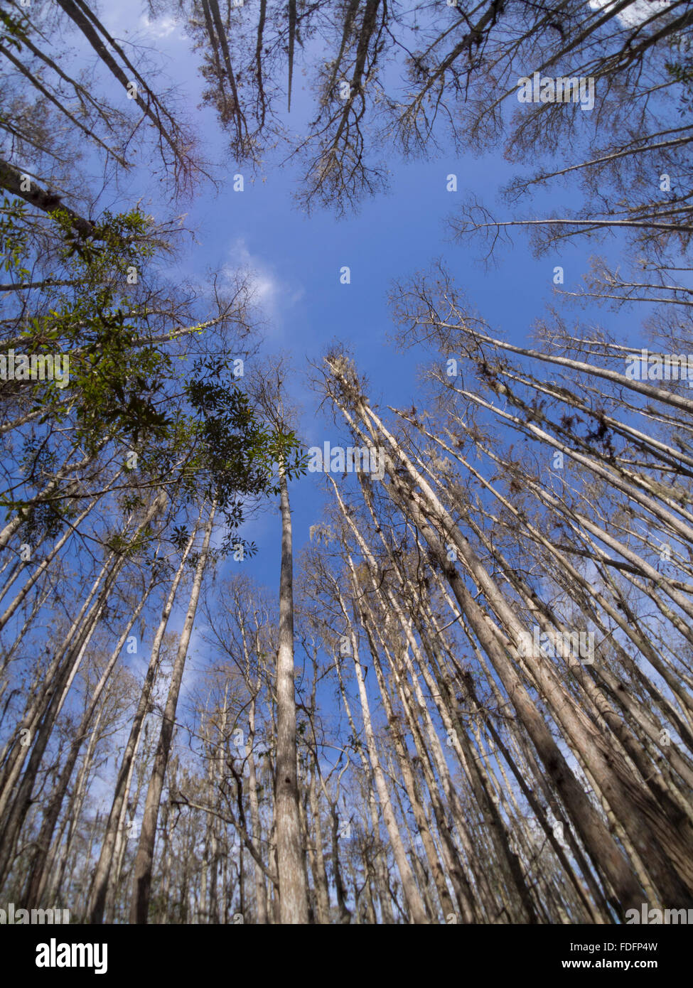 In the woods looking up Stock Photo - Alamy