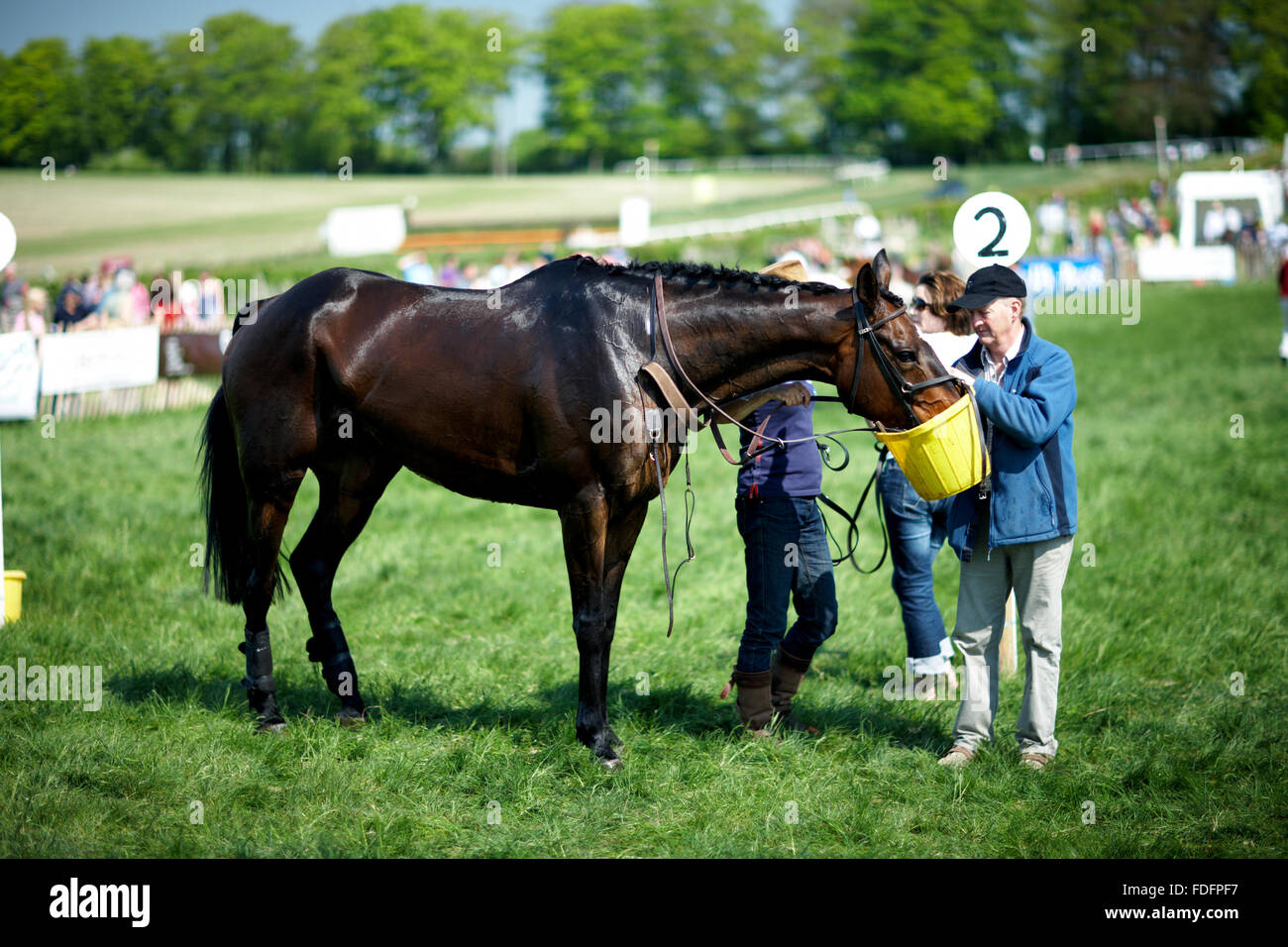 Walking Horse After Race High Resolution Stock Photography and Images ...