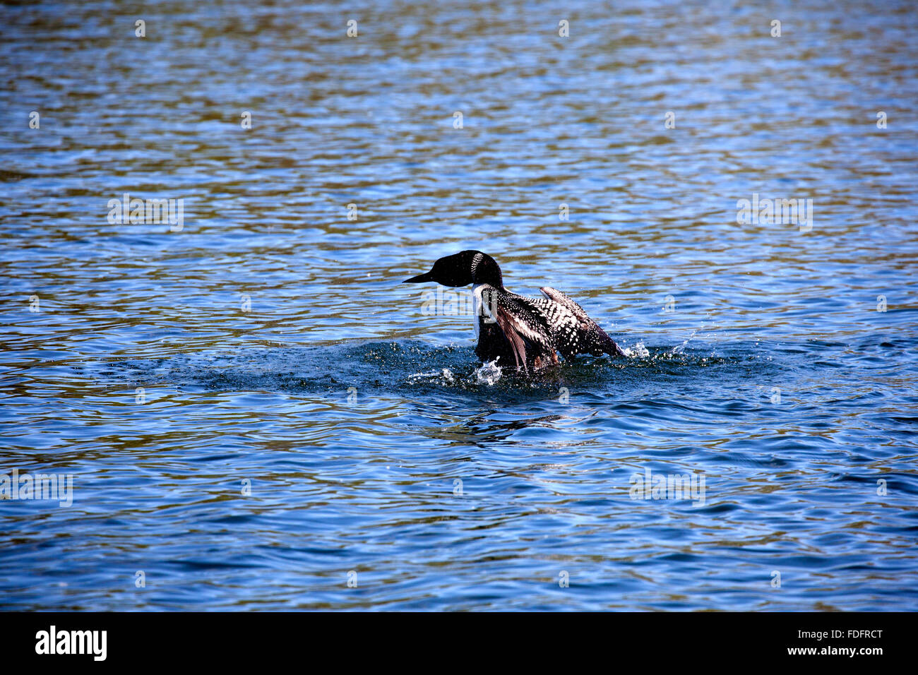 Loon protecting the nest from predator by acting injured. Nisswa ...