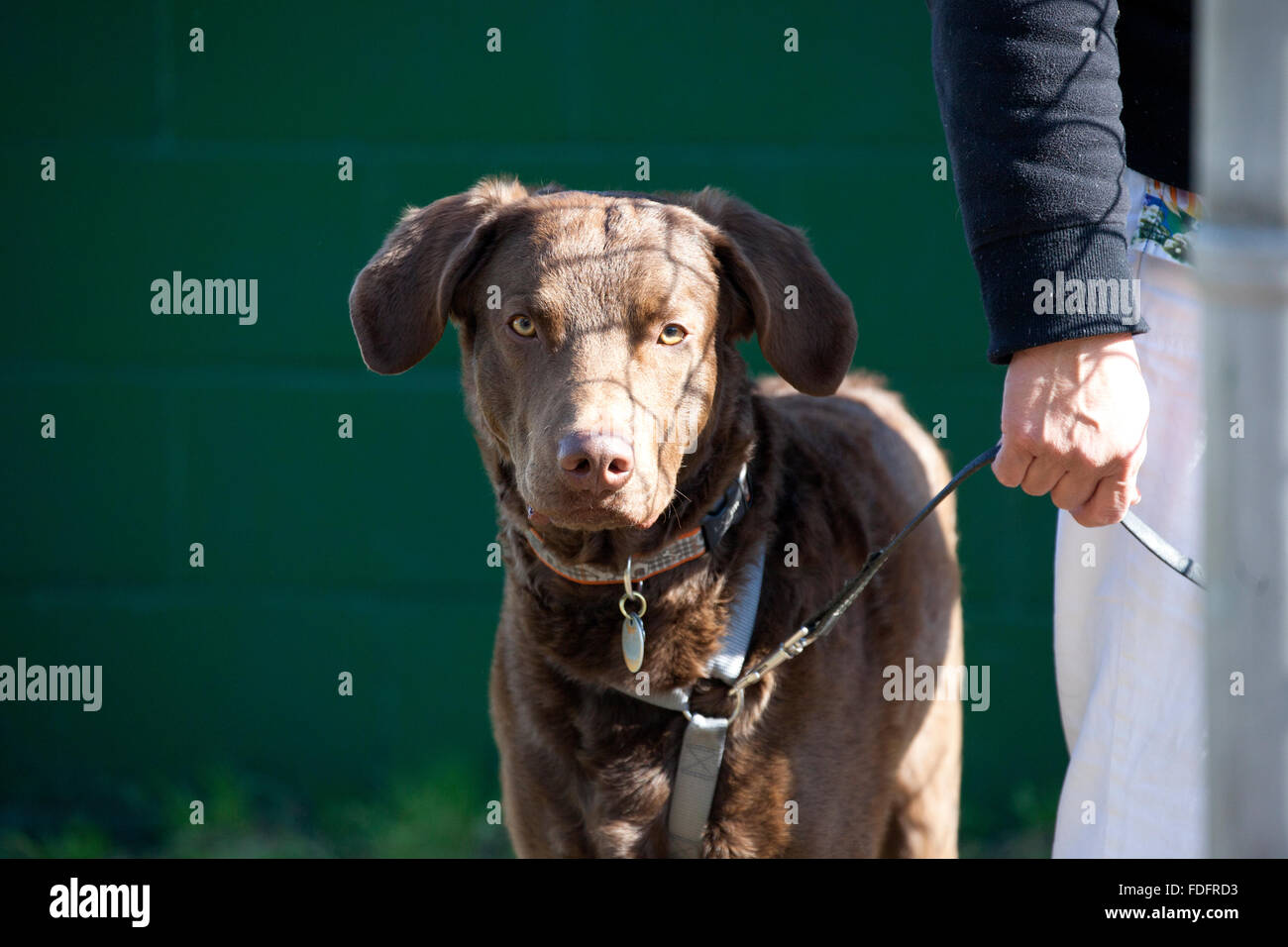 Angry Dog Stock Photos & Angry Dog Stock Images - Alamy