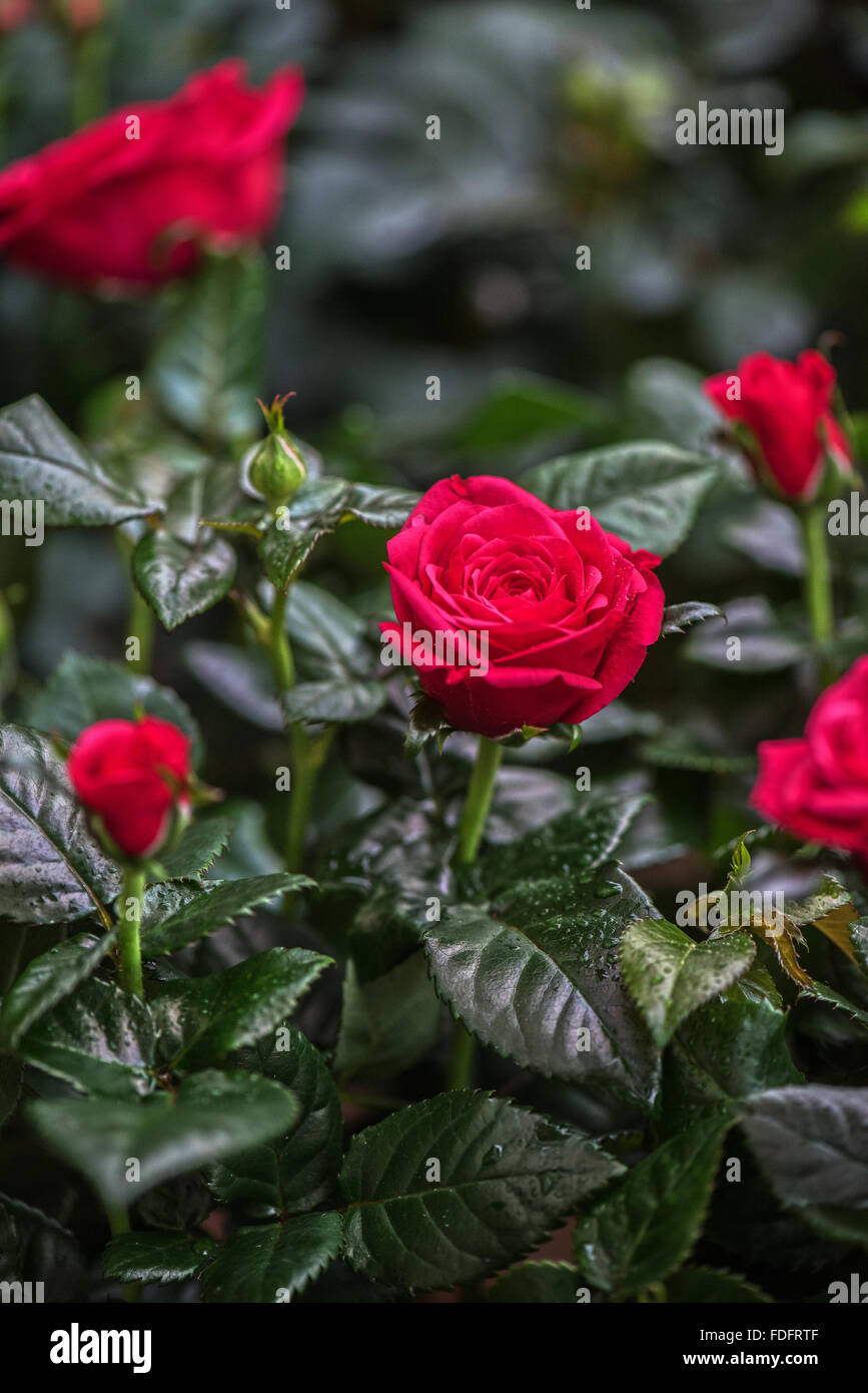 Beautiful red rose Stock Photo - Alamy