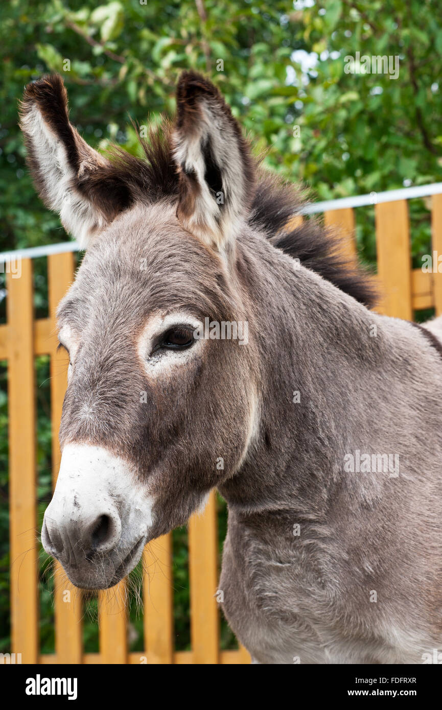 Donkey closeup portrait Stock Photo - Alamy