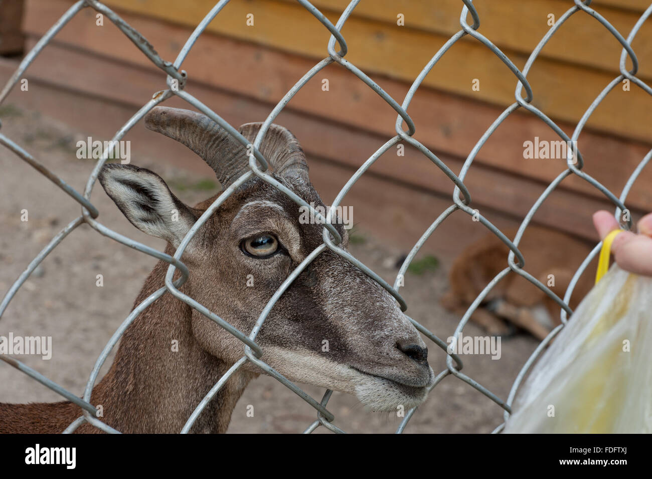 feeding goat at farm Stock Photo - Alamy