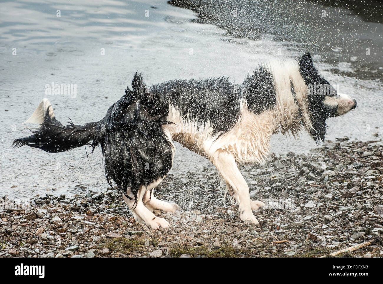 Dog shaking off water on a lakeshore Stock Photo - Alamy