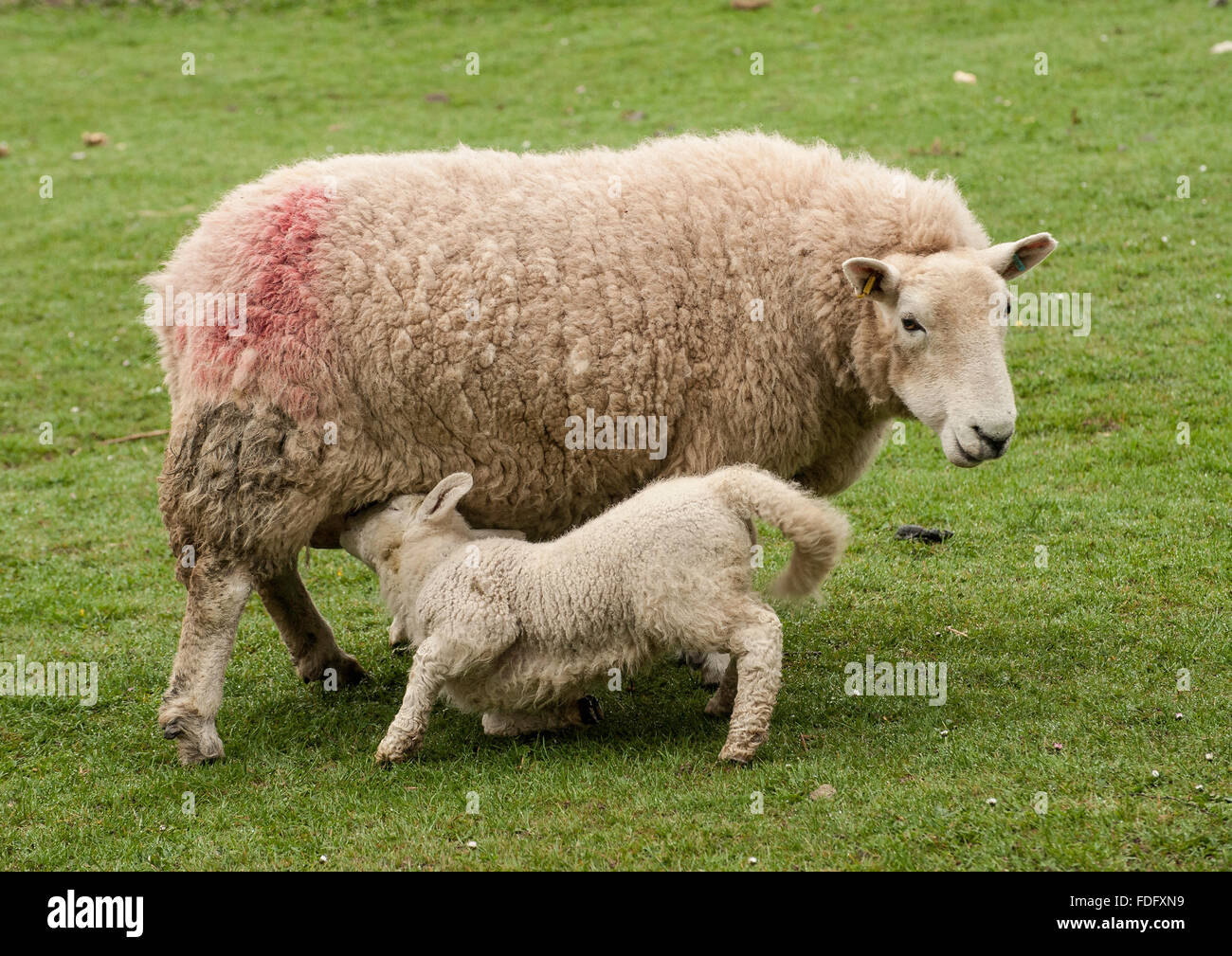 Ewe and lamb Stock Photo - Alamy